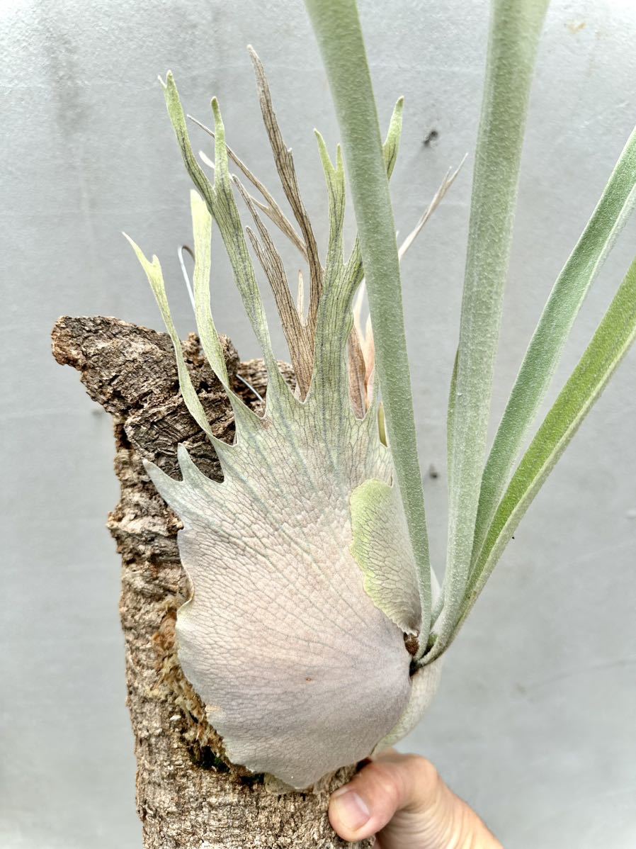 P. veitchii wild vp#0 'Steel' vandaka ビカクシダ(ビカクシダ、コウモリラン)｜売買されたオークション情報 ...