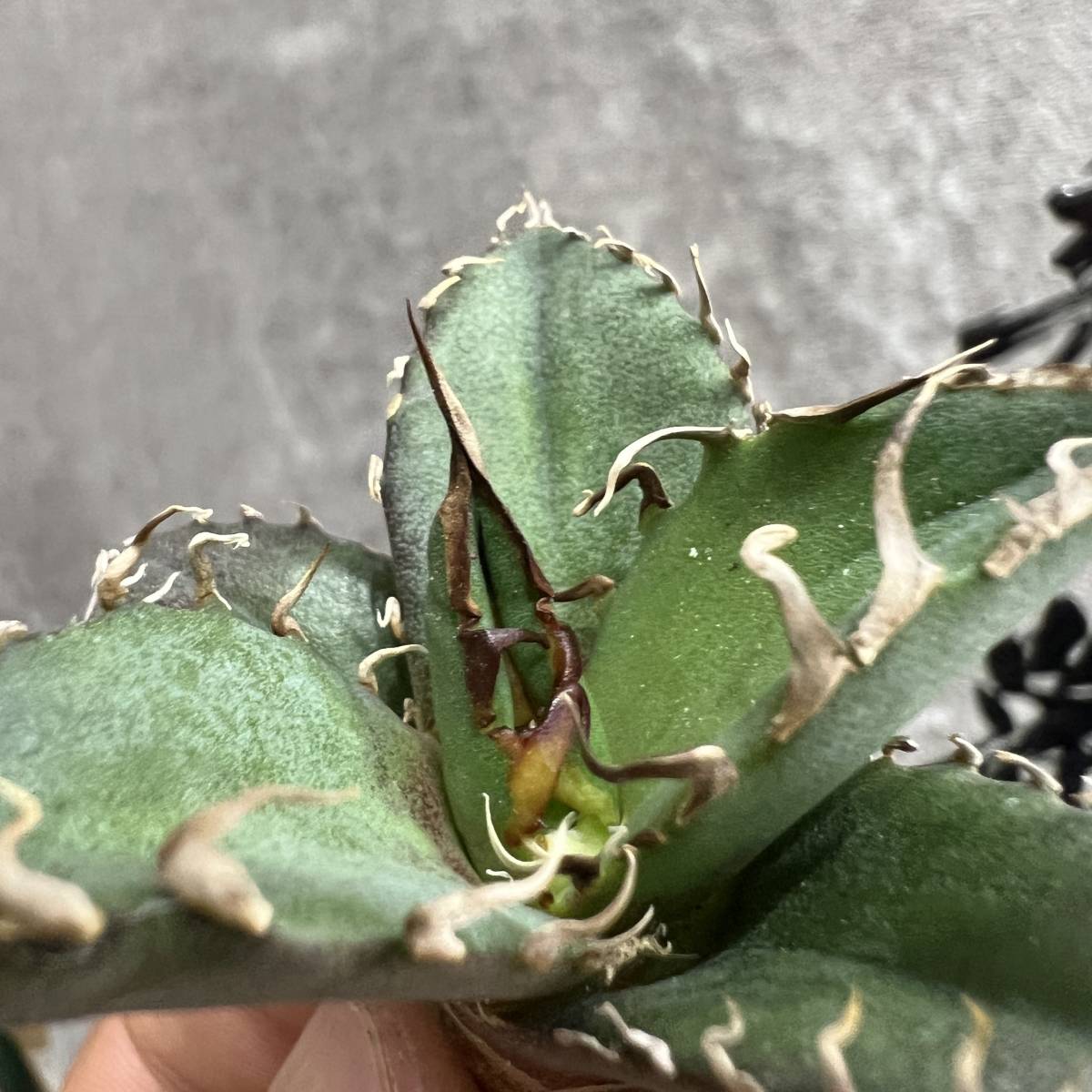 龍園觀 ①No.138 特選 アガベ 多肉植物 チタノタ 凱撒‘SUPER CAESAR’ シーザー 強棘 極上美株 激レア(アガベ)｜売買されたオークション情報、yahooの商品情報を ...