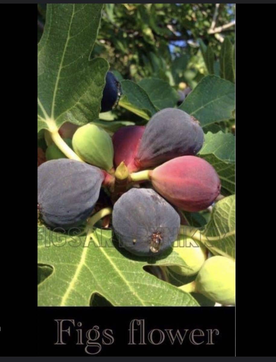 海外 も フィグズ フラワー By Nikky いちじくイチジク Figs Flower(果物)｜売買されたオークション情報、yahooの商品情報をアーカイブ公開 - オークファン ...