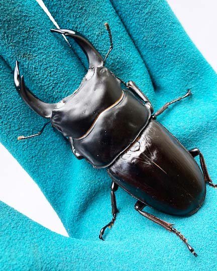 DRIP 能勢YGオオクワガタ ♂85.0mm＋♀53.4mm 同腹ペア 新成虫(国産)｜売買されたオークション情報、yahooの商品情報を ...
