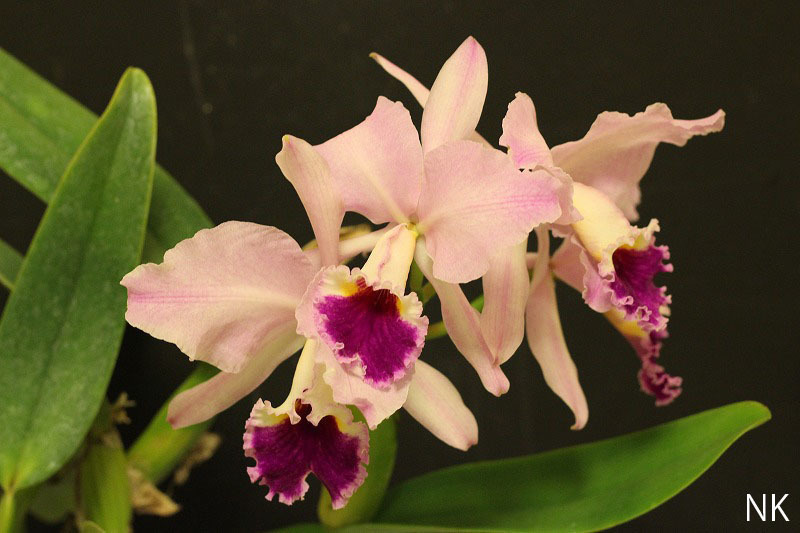 NK 2芽 C. labiata f.rosea-marmorata 'Perola Rubra' AM/RHS × f.rosea ...