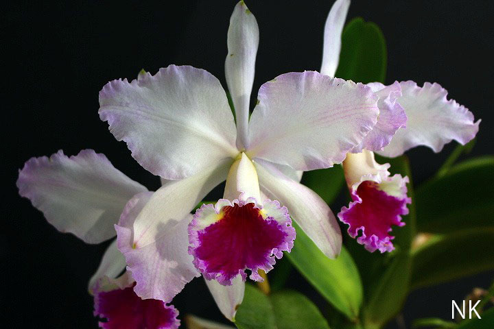 NK 2芽 C. labiata f.rosea-marmorata 'Perola Rubra' AM/RHS × f.rosea ...