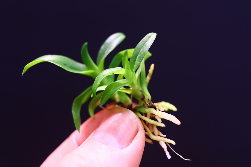 NK 2芽 C. labiata f.rosea-marmorata 'Perola Rubra' AM/RHS × f.rosea ...