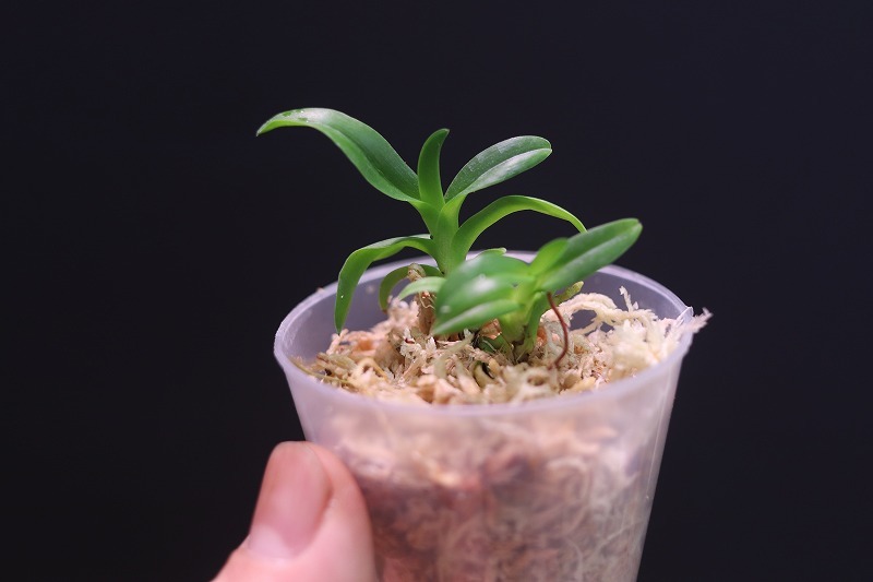 NK 2芽 C. labiata f.rosea-marmorata 'Perola Rubra' AM/RHS × f.rosea ...