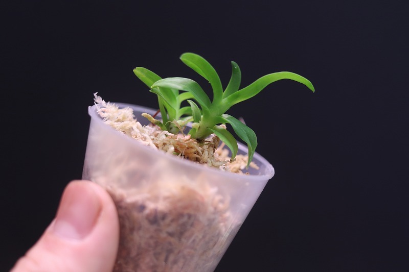 NK 2芽 C. labiata f.rosea-marmorata 'Perola Rubra' AM/RHS × f.rosea ...