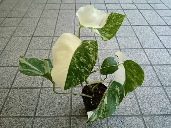 富士花775 少々枯斑入りモンステラ4号ビニポh41cm(モンステラ)｜売買されたオークション情報、yahooの商品情報をアーカイブ公開 - オークファン（aucfan.com）