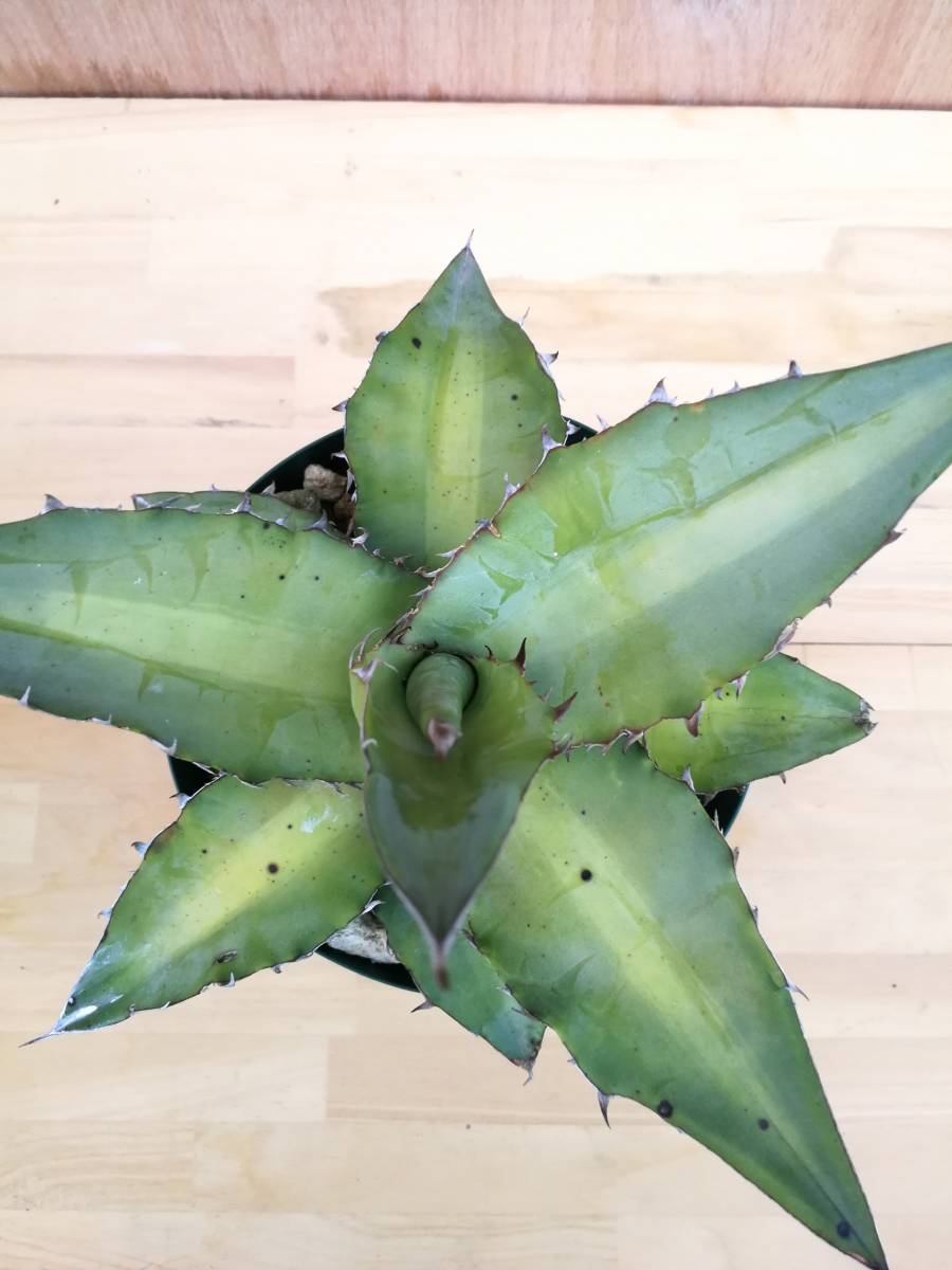 Agave Titanota Blue 実生 B(アガベ)｜売買されたオークション情報、yahooの商品情報をアーカイブ公開 - オークファン（aucfan.com）