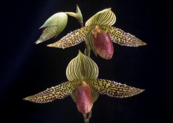 HIF洋蘭 049 Paph. Iantha Stage(ラン)｜売買されたオークション情報、yahooの商品情報をアーカイブ公開 ...