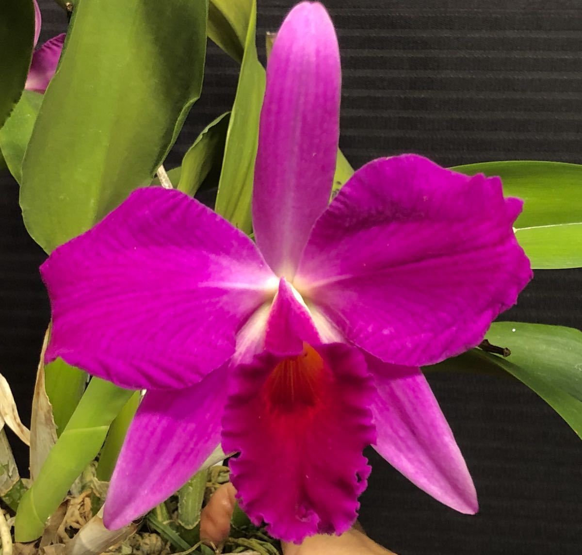 洋蘭 C Anzac ‘Orchidhurst’ FCC/RHS. OG Div 往年の銘花 温故知新ザック(ラン)｜売買されたオークション情報、yahooの商品情報をアーカイブ公開 ...