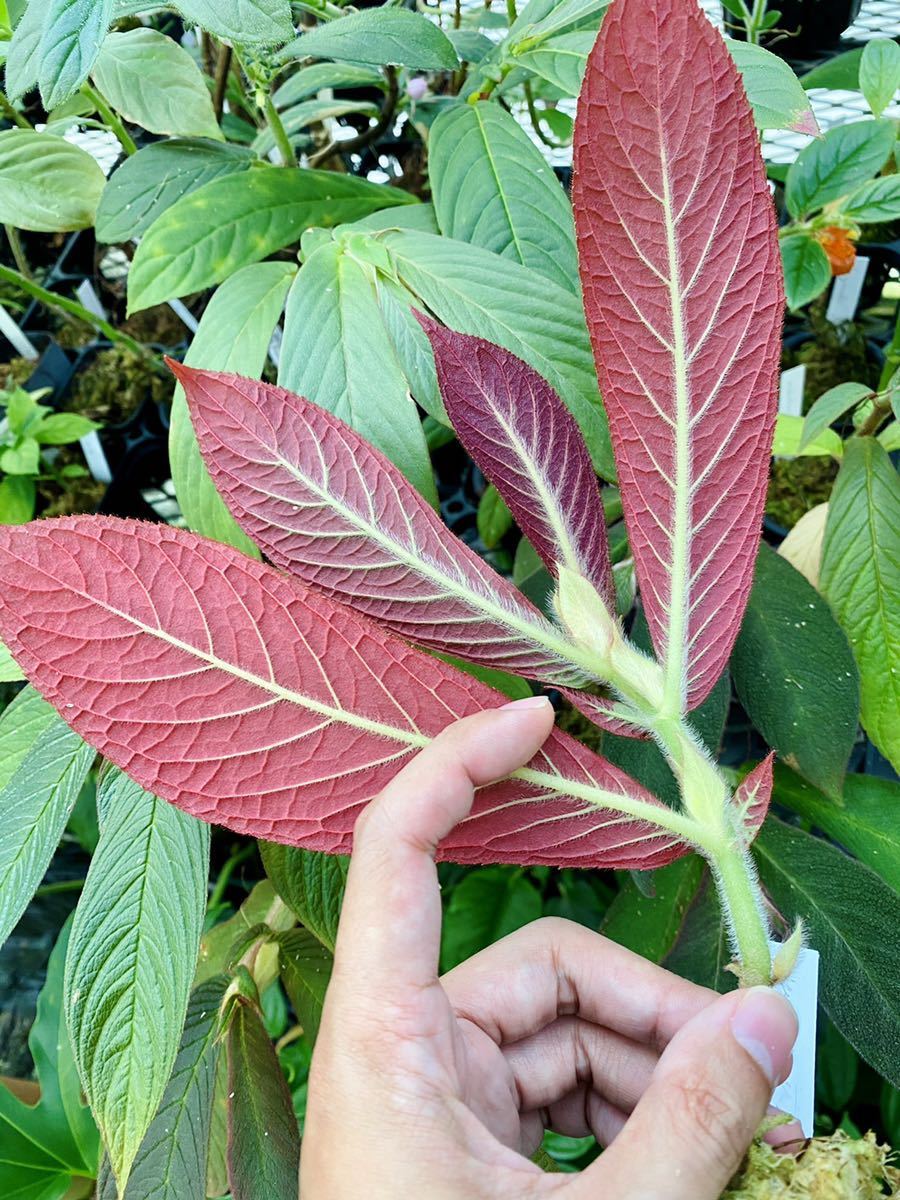 コルムネア Columnea eburnea red type Ecuador(観葉植物)｜売買されたオークション情報、yahooの商品情報を ...