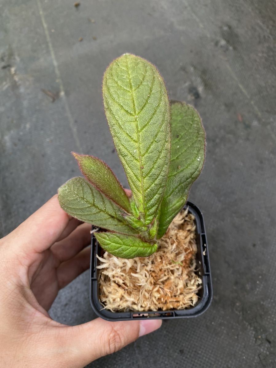 コルムネア Columnea eburnea red type Ecuador(観葉植物)｜売買されたオークション情報、yahooの商品情報を ...