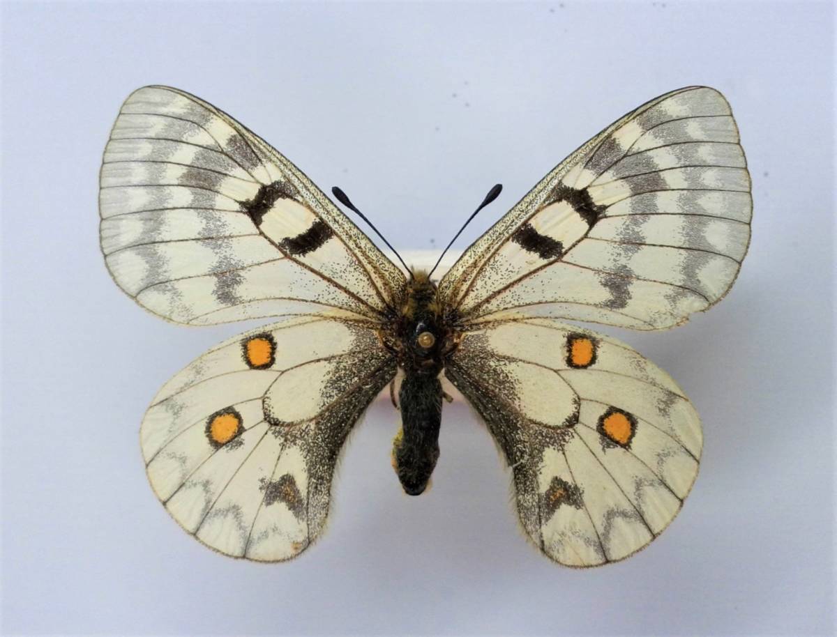 蝶 標本 アリアドネウスバシロチョウ Parnassius ariadne clarius ♀ RUSSIA(虫類)｜売買されたオークション ...