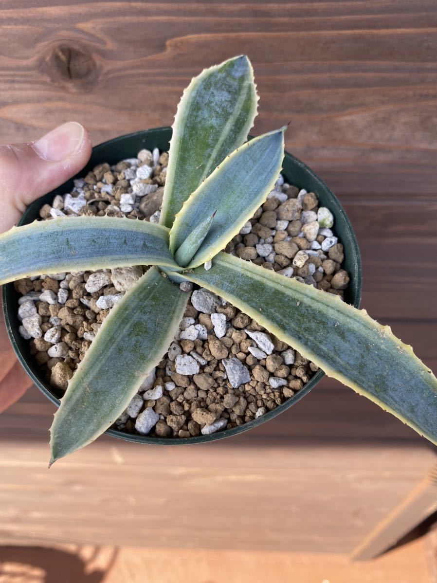 WPJ Agave 'Ripple Effect' アガベ リップルエフェクト(アガベ)｜売買されたオークション情報、yahooの商品情報を ...