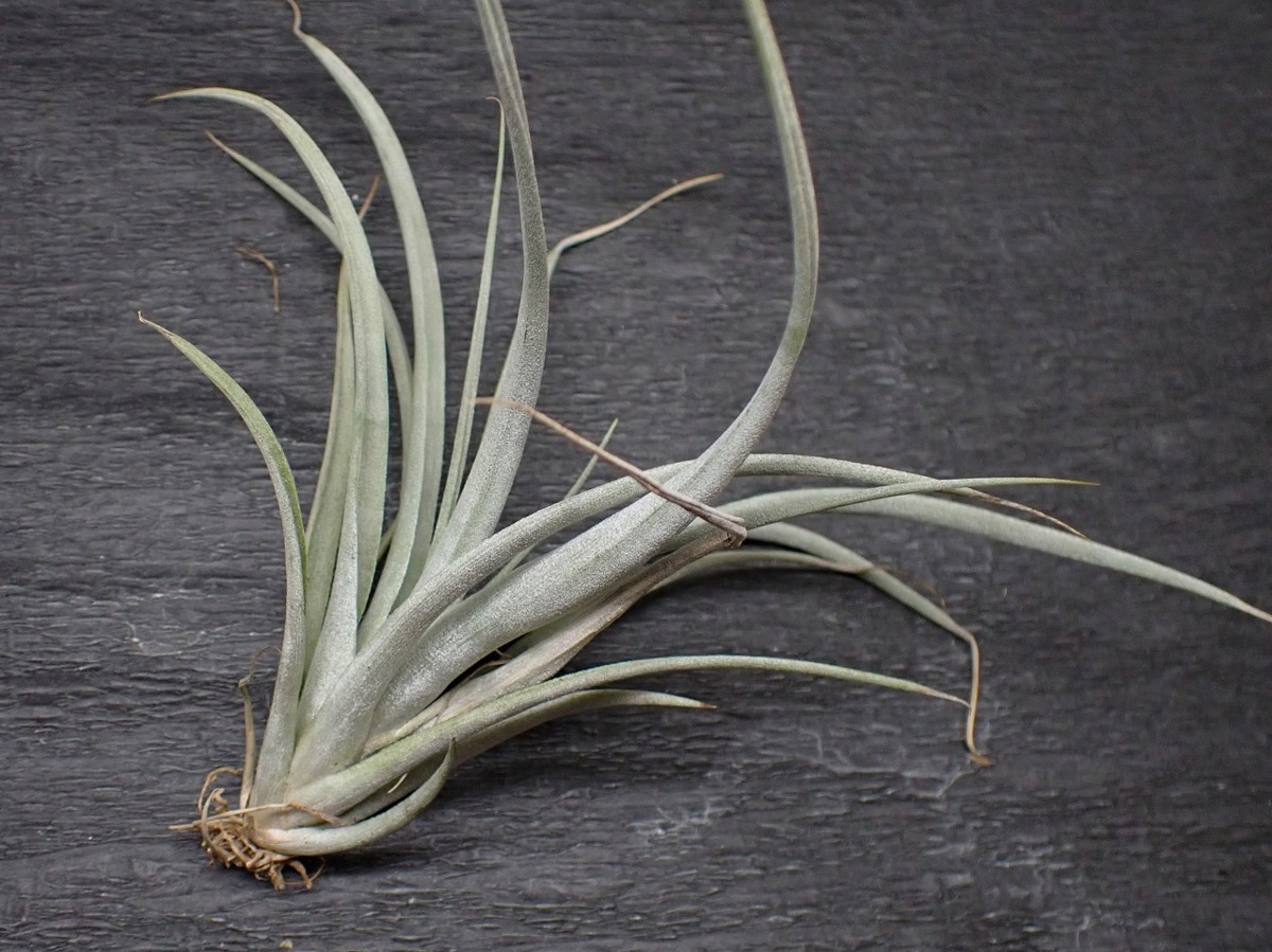 Tillandsia elizabethae チランジア エリザベシアエ エアプランツDP 第四種 税別1円(アナナス)｜売買された ...
