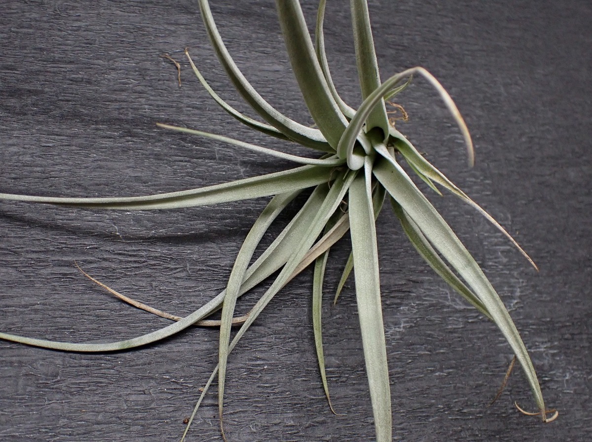Tillandsia elizabethae チランジア エリザベシアエ エアプランツDP 第四種 税別1円(アナナス)｜売買された ...