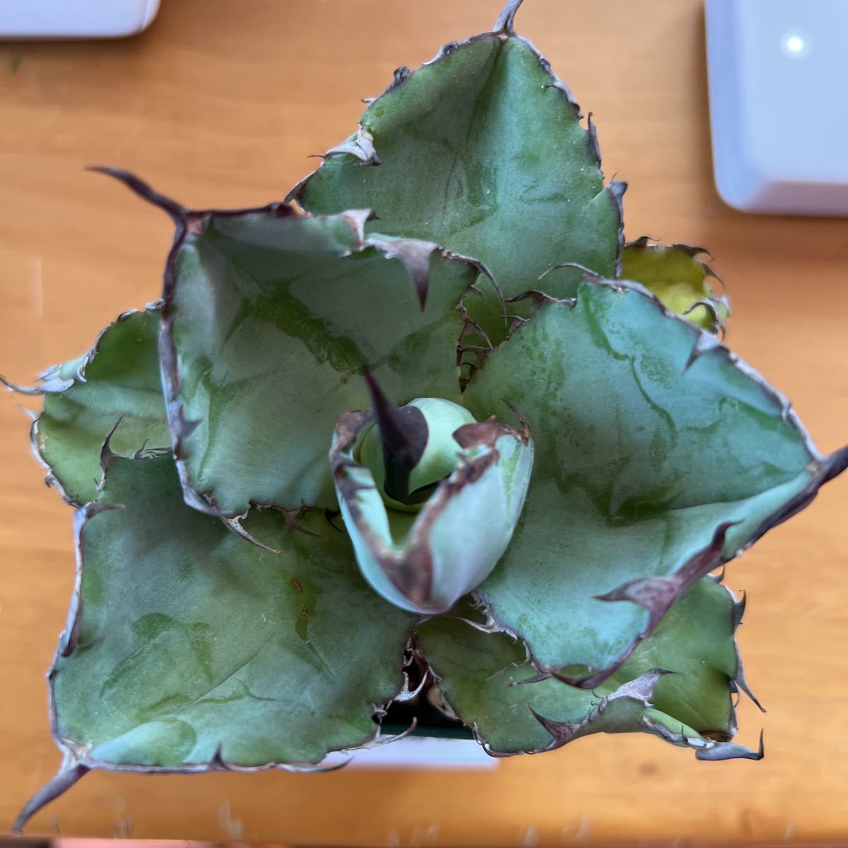 アガベ チタノタ ブルーボール Agave titanota BLUE BALL / BB(アガベ)｜売買されたオークション情報、yahooの ...