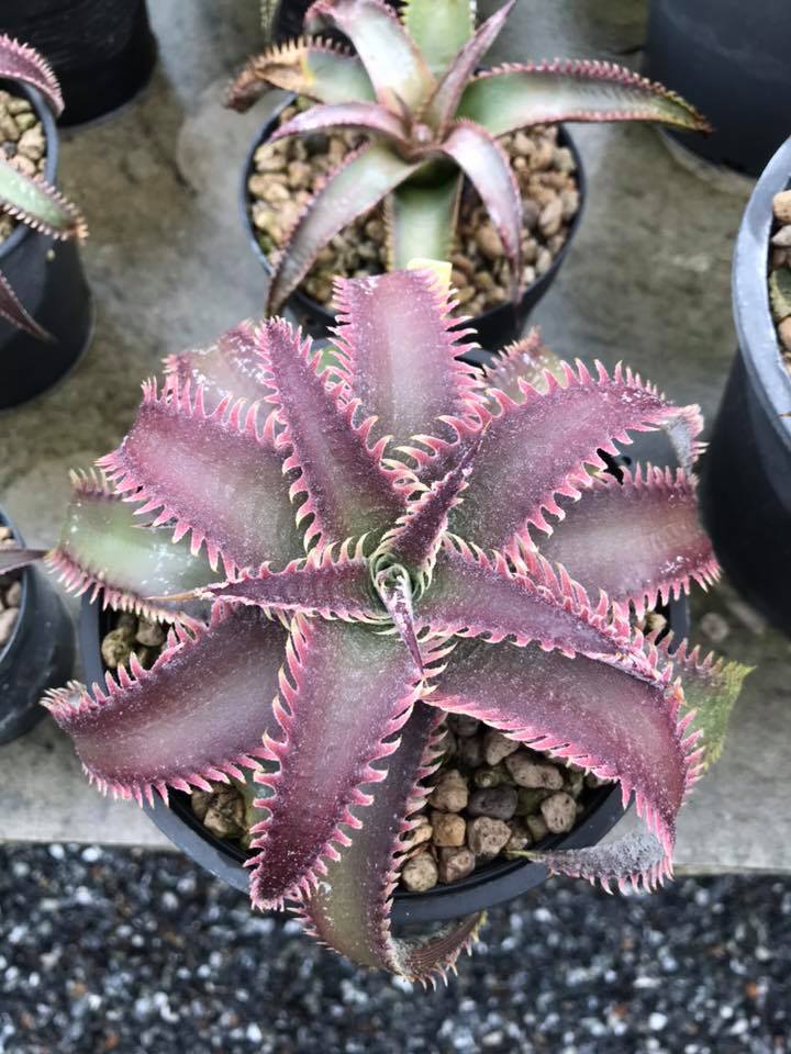 12.ディッキア Dyckia marnier-lapostollei Pink Spine(アナナス)｜売買されたオークション情報 ...
