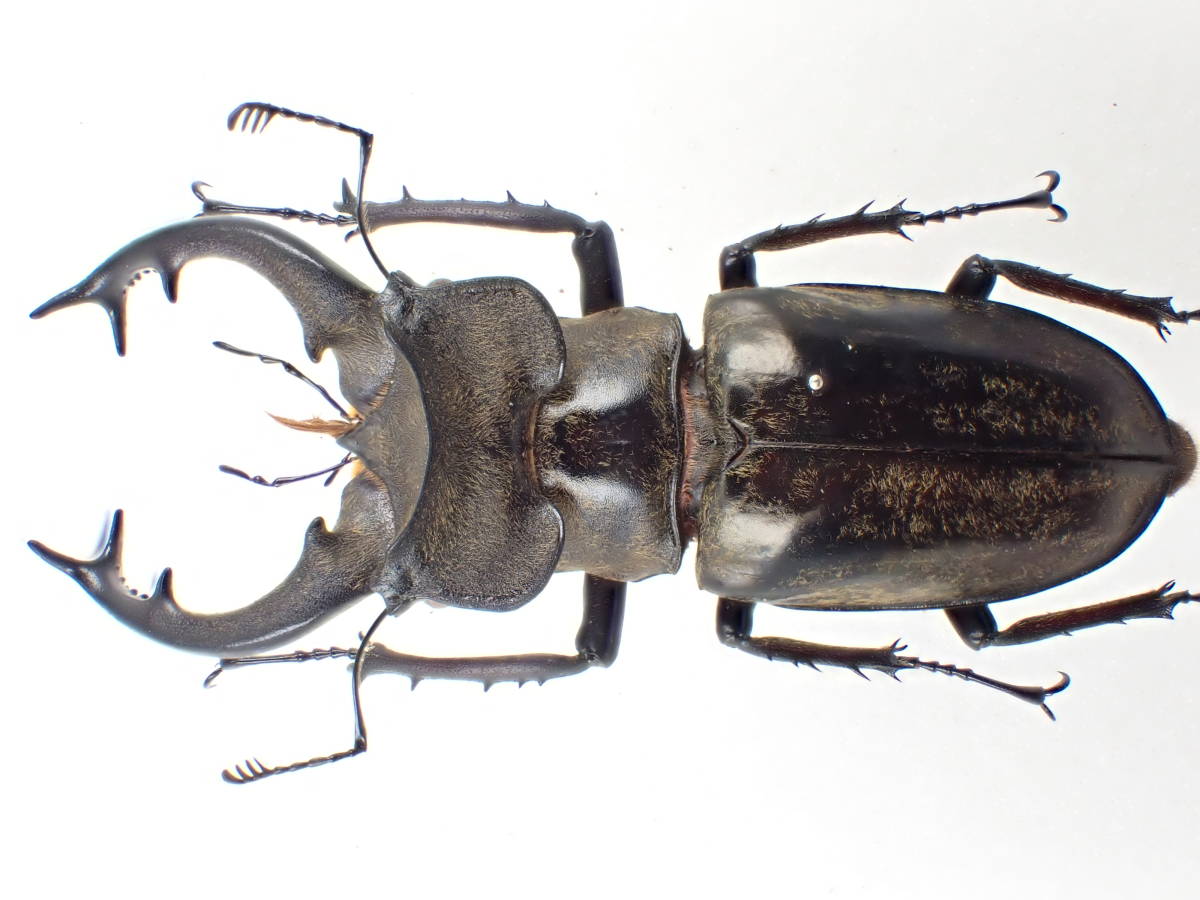 みやま亜06 Lucanus nangsarae /♂70mm良型 ♀/ N.Myanmer Kachin(その他)｜売買されたオークション ...