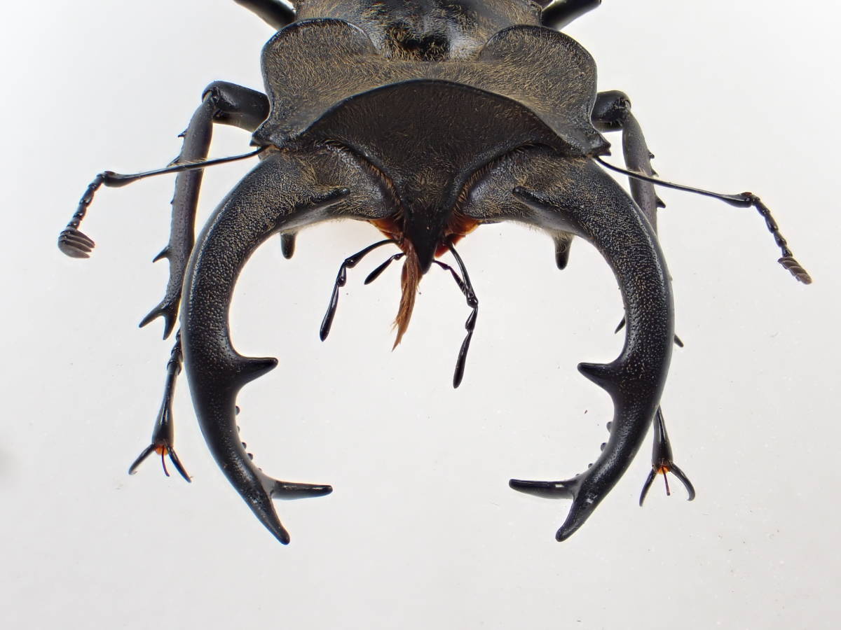 みやま亜06 Lucanus nangsarae /♂70mm良型 ♀/ N.Myanmer Kachin(その他)｜売買されたオークション ...