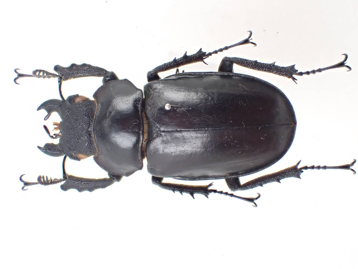 みやま亜06 Lucanus nangsarae /♂70mm良型 ♀/ N.Myanmer Kachin(その他)｜売買されたオークション ...