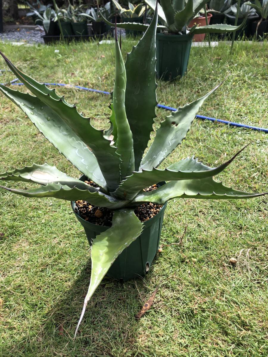 Agave salmiana v.ferox "Bellville" アガベ サルミアナフェロックス ベルビル(アガベ)｜売買されたオークション情報、yahooの商品情報をアーカイブ公開 ...