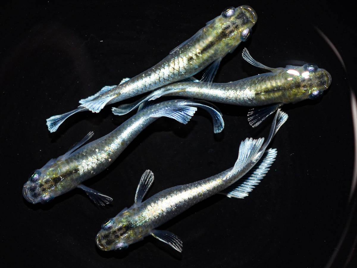エメキン 若魚 2023年産まれ オス2 メス2 現物出品 ikahoff N-0625-28794-a(めだか)｜売買されたオークション情報 ...
