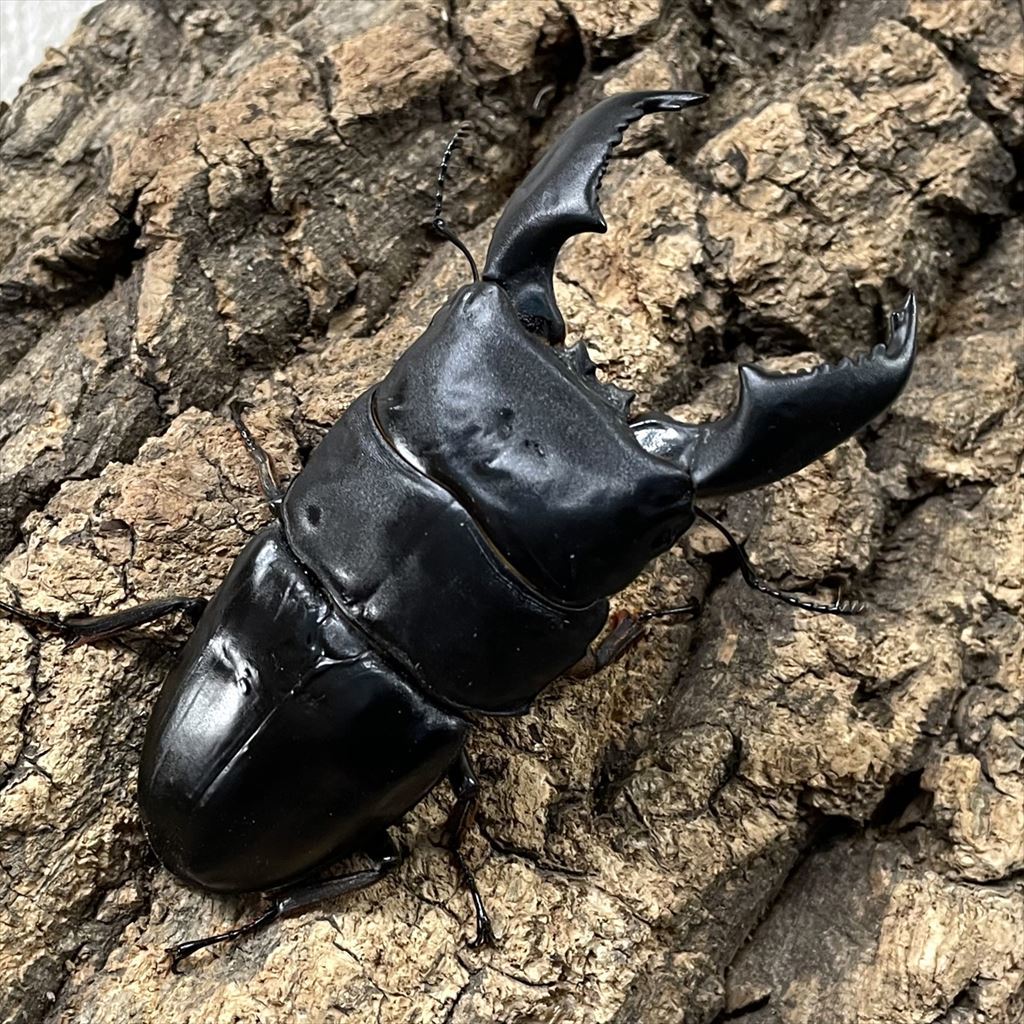 ひろ スマトラオオヒラタ アチェ産 105.5系 104.5mm＋同腹 54.7mm ペア(外国産)｜売買されたオークション情報、yahooの商品情報をアーカイブ公開 - オークファン ...