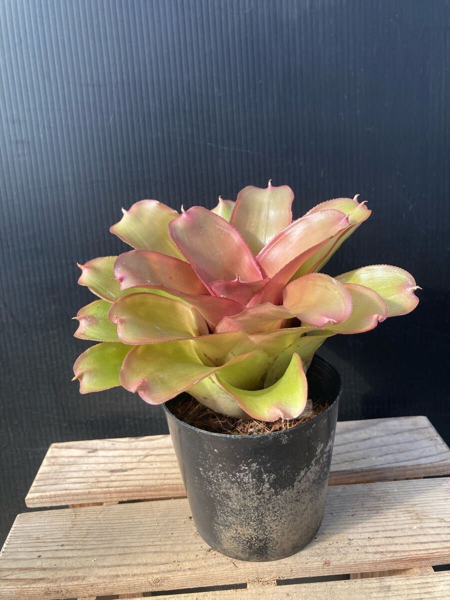 ネオレゲリア ブラストファーネス Neoregelia Blast farnes パイナップル科(アナナス)｜売買されたオークション情報 ...