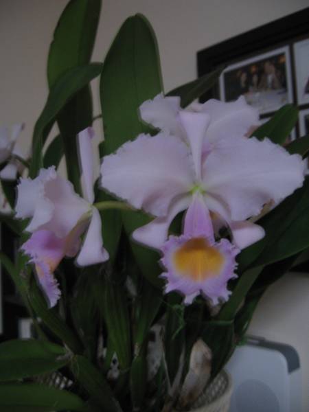洋蘭 カトレア 原種 C.schroederae ’Louisa' OG株(ラン)｜売買されたオークション情報、yahooの商品情報を ...