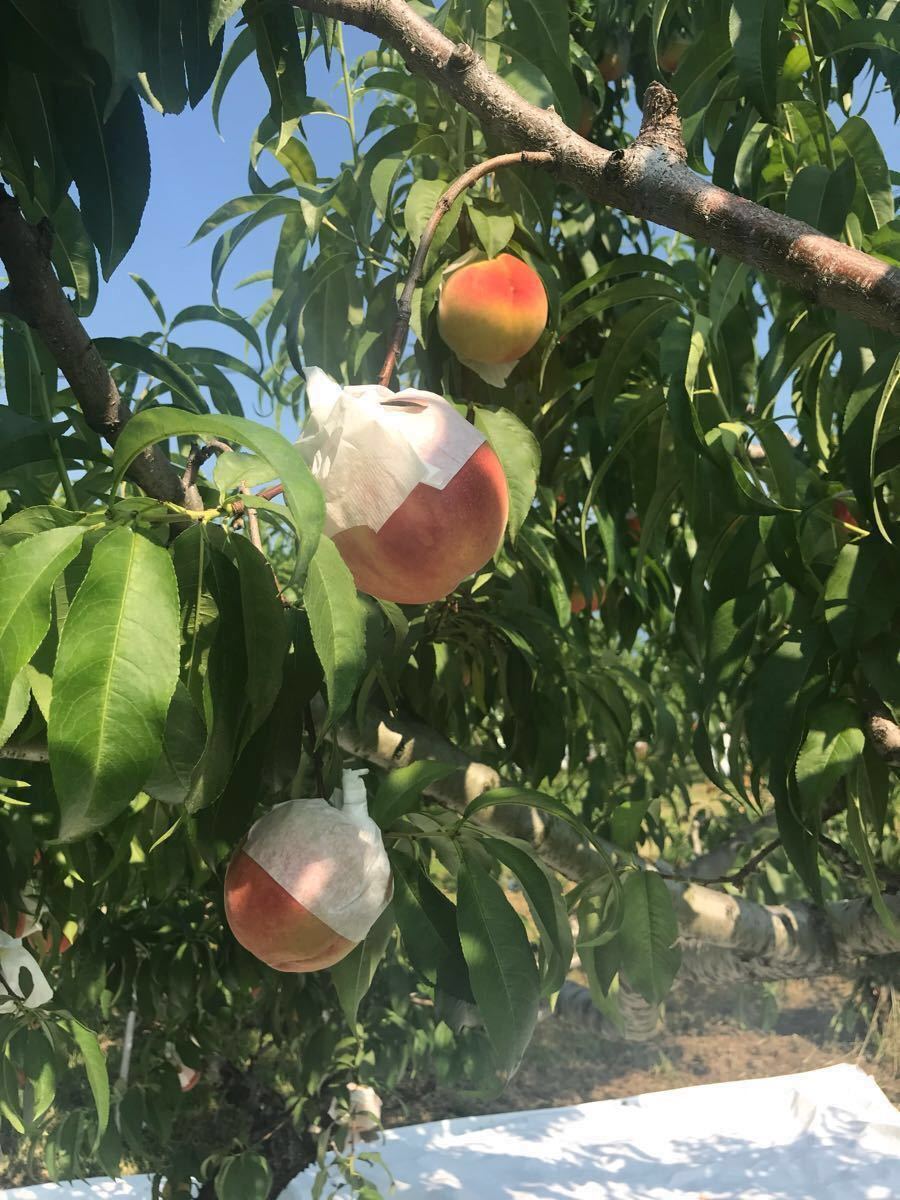 山梨県産 笛吹市 浅間白桃 なつっこ あかつき等 一箱 約5kg 約15 20玉 100サイズ発送 276(桃)｜売買されたオークション情報、yahooの商品情報をアーカイブ公開 ...