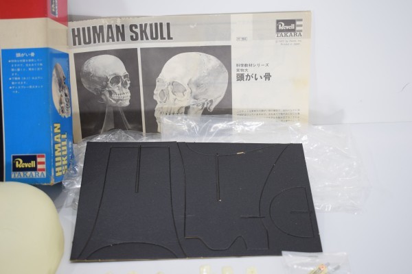 タカラ レベル 科学教材シリーズ 実物大 頭がい骨 HUMAN SKULL TAKARA Revell 1977年 プラモデル RY ...