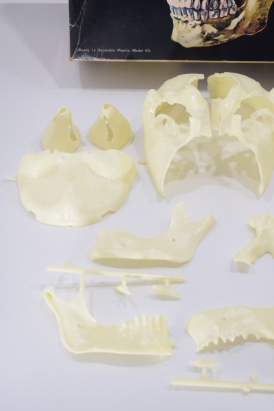 タカラ レベル 科学教材シリーズ 実物大 頭がい骨 HUMAN SKULL TAKARA Revell 1977年 プラモデル RY ...
