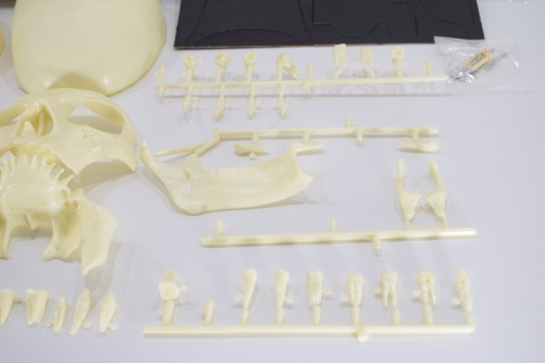 タカラ レベル 科学教材シリーズ 実物大 頭がい骨 HUMAN SKULL TAKARA Revell 1977年 プラモデル RY ...