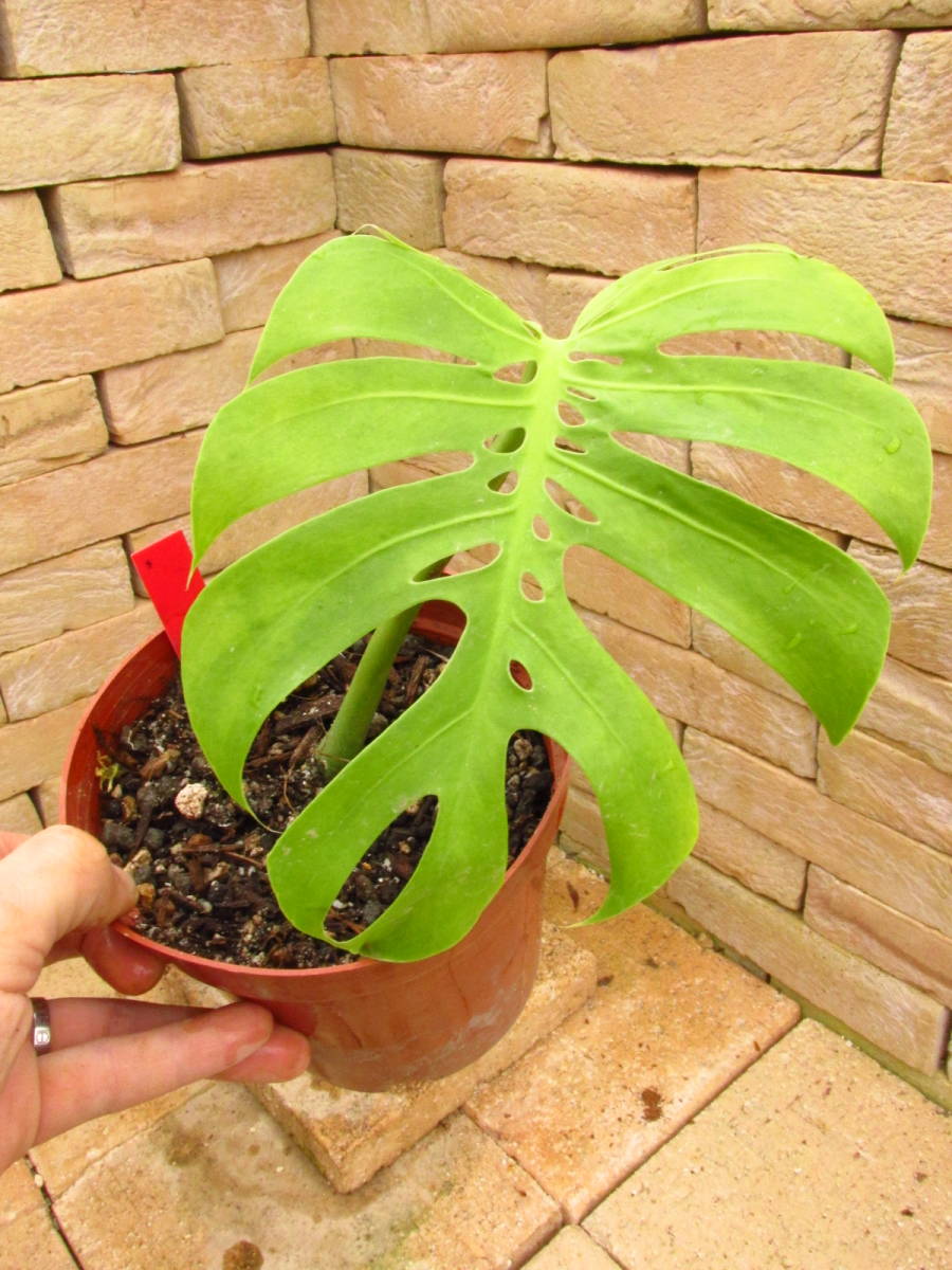 モンステラ デリシオーサ コンパクタ Monstera deliciosa Compacta select(観葉植物)｜売買されたオークション ...
