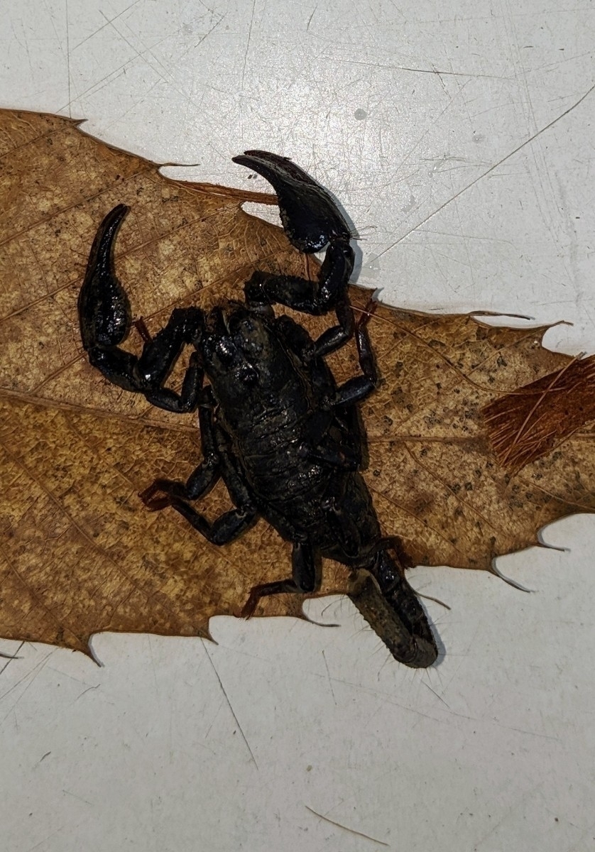 カメルーン南部産オオダイオウサソリ ソウトウサソリPandinus Dictator約2 3cm 九州地方 沖縄県 北海道には発送出来ません ...