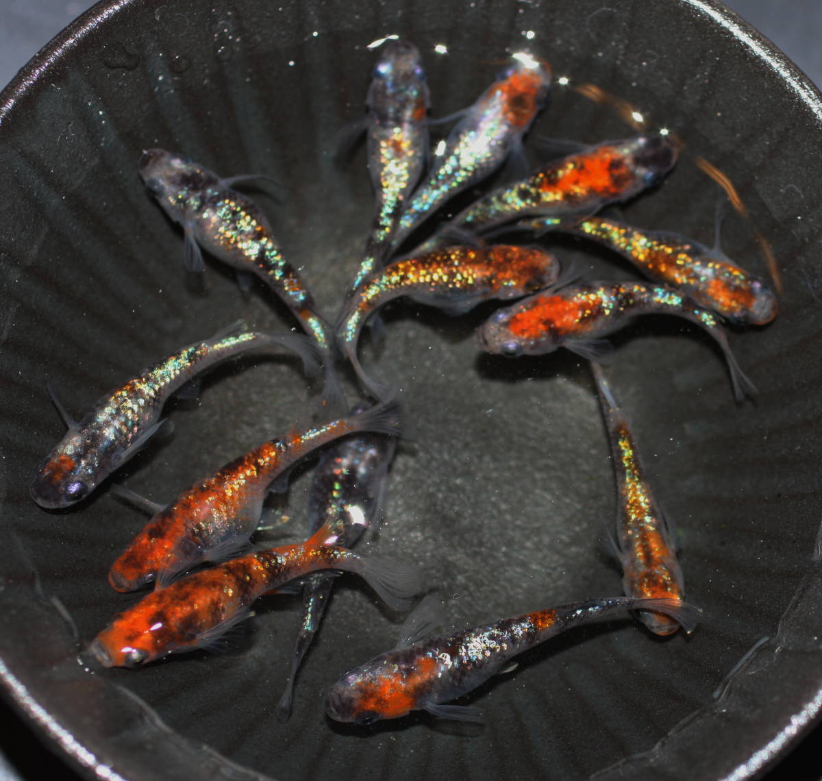 選抜メダカ 三色ラメ体外光 超極上 から生まれた稚魚 10匹 +α 20-166(めだか)｜売買されたオークション情報、yahooの商品情報をアーカイブ公開 - オークファン（aucfan.com）