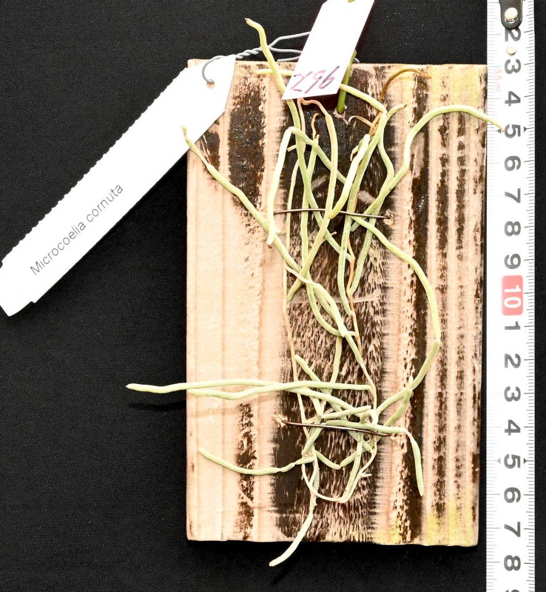 洋蘭原種 962 マダガスカルの無葉蘭 種 MIcrocoelia cornuta ミクロセリア コルヌタ(ラン)｜売買されたオークション情報 ...