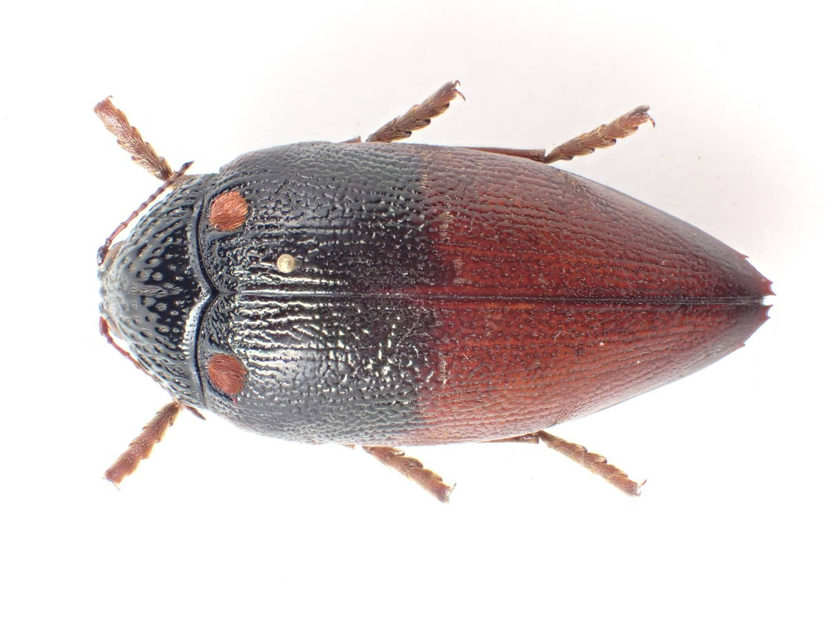 JulodinaeA-12 Sternocera castanea castanea var. basinigra /Ethiopia ラウ ...