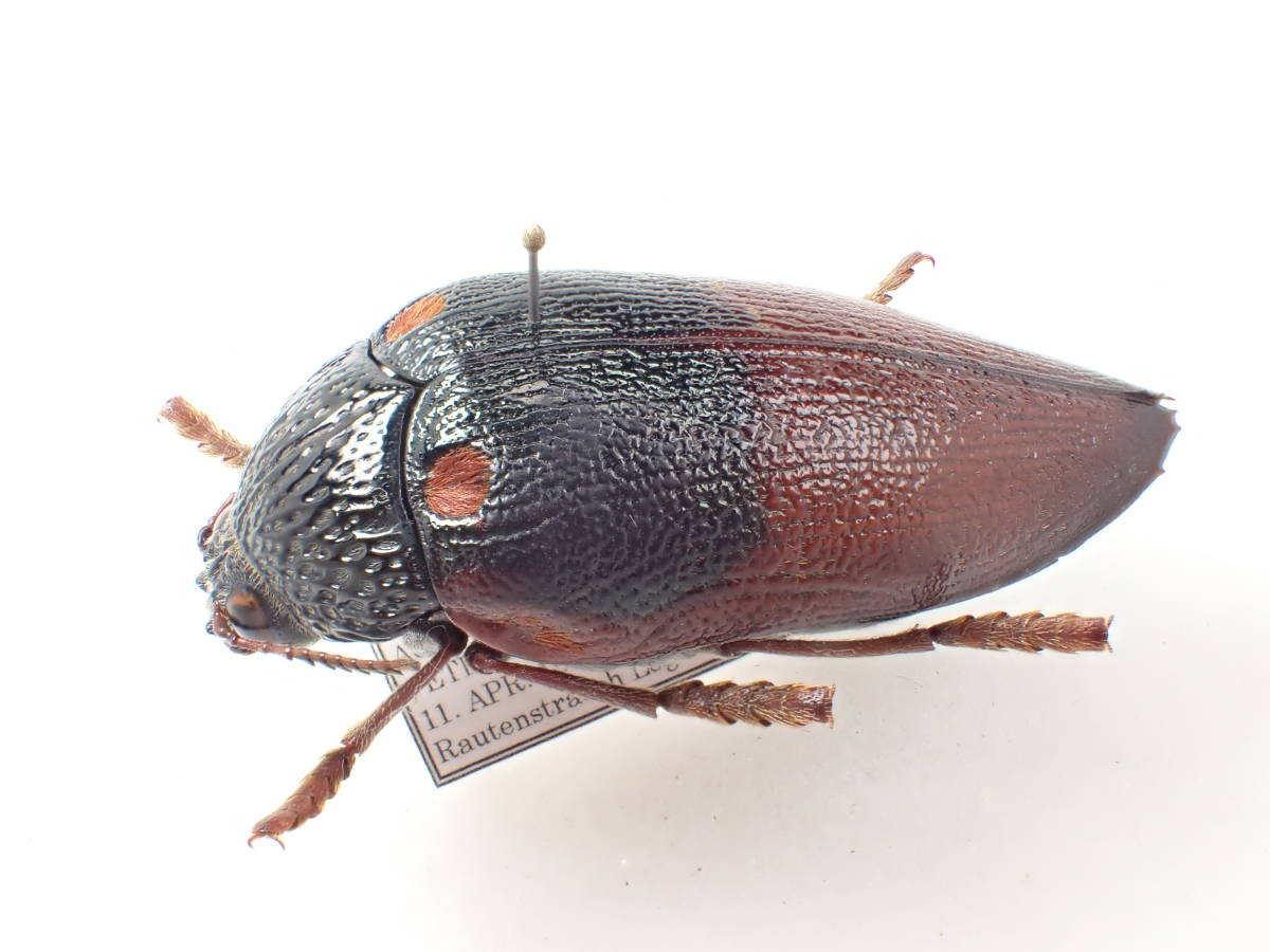 JulodinaeA-12 Sternocera castanea castanea var. basinigra /Ethiopia ラウ ...