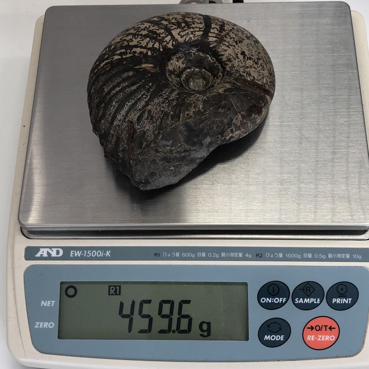 F0830 1円 アンモナイト化石 国産 北海道産 日本 約459g 渦巻き(化石)｜売買されたオークション情報、yahooの商品情報をアーカイブ公開 - オークファン（aucfan.com）