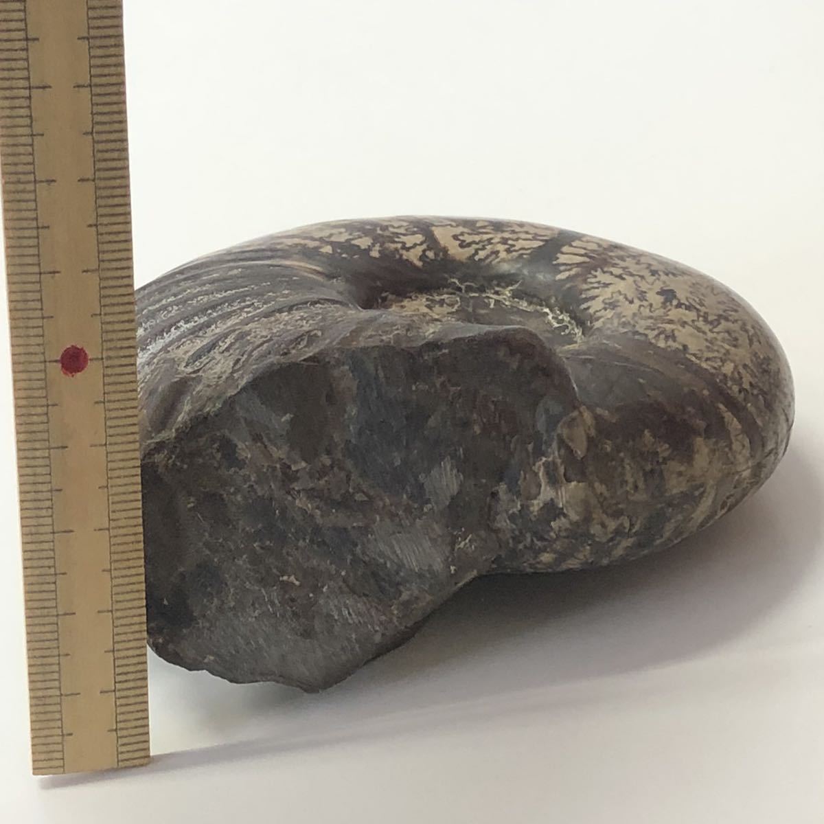 F0830 1円 アンモナイト化石 国産 北海道産 日本 約459g 渦巻き(化石)｜売買されたオークション情報、yahooの商品情報をアーカイブ公開 - オークファン（aucfan.com）