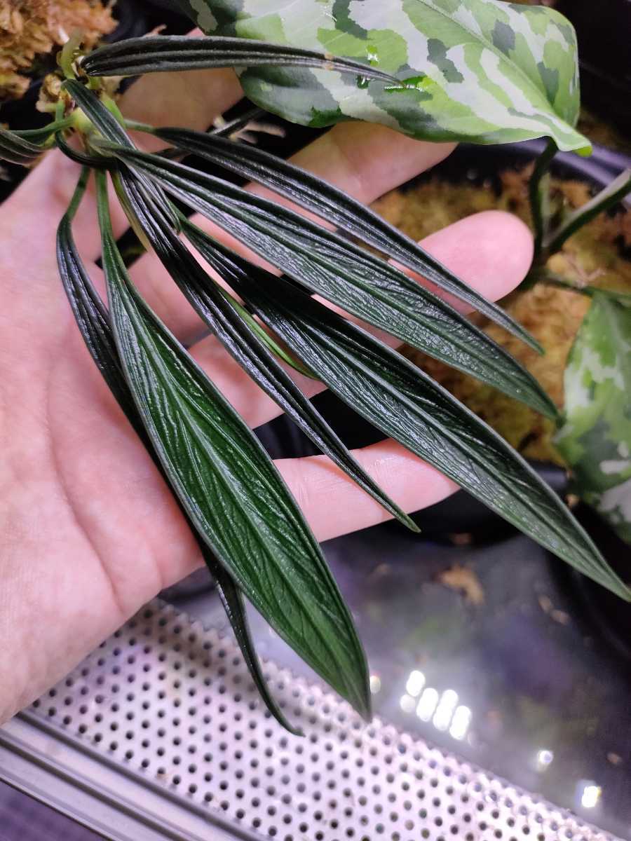 Aridarum sp. Kalimantan tengah aridarum perisai アリダルム ブセファランドラ パルダリウム ...