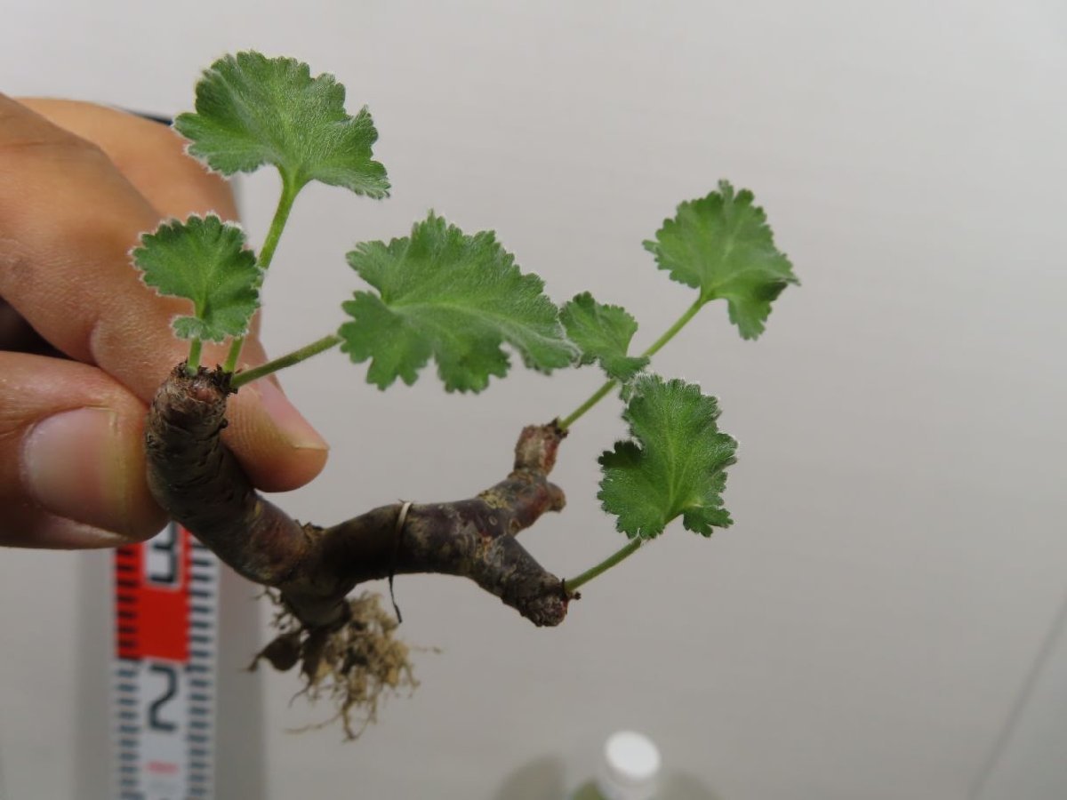 モ419 現地 ペラルゴニウム ミラビレ 抜き苗 発根 発芽 Pelargonium mirabile 折れ枝から復活 畑に地植え株(観葉植物 ...