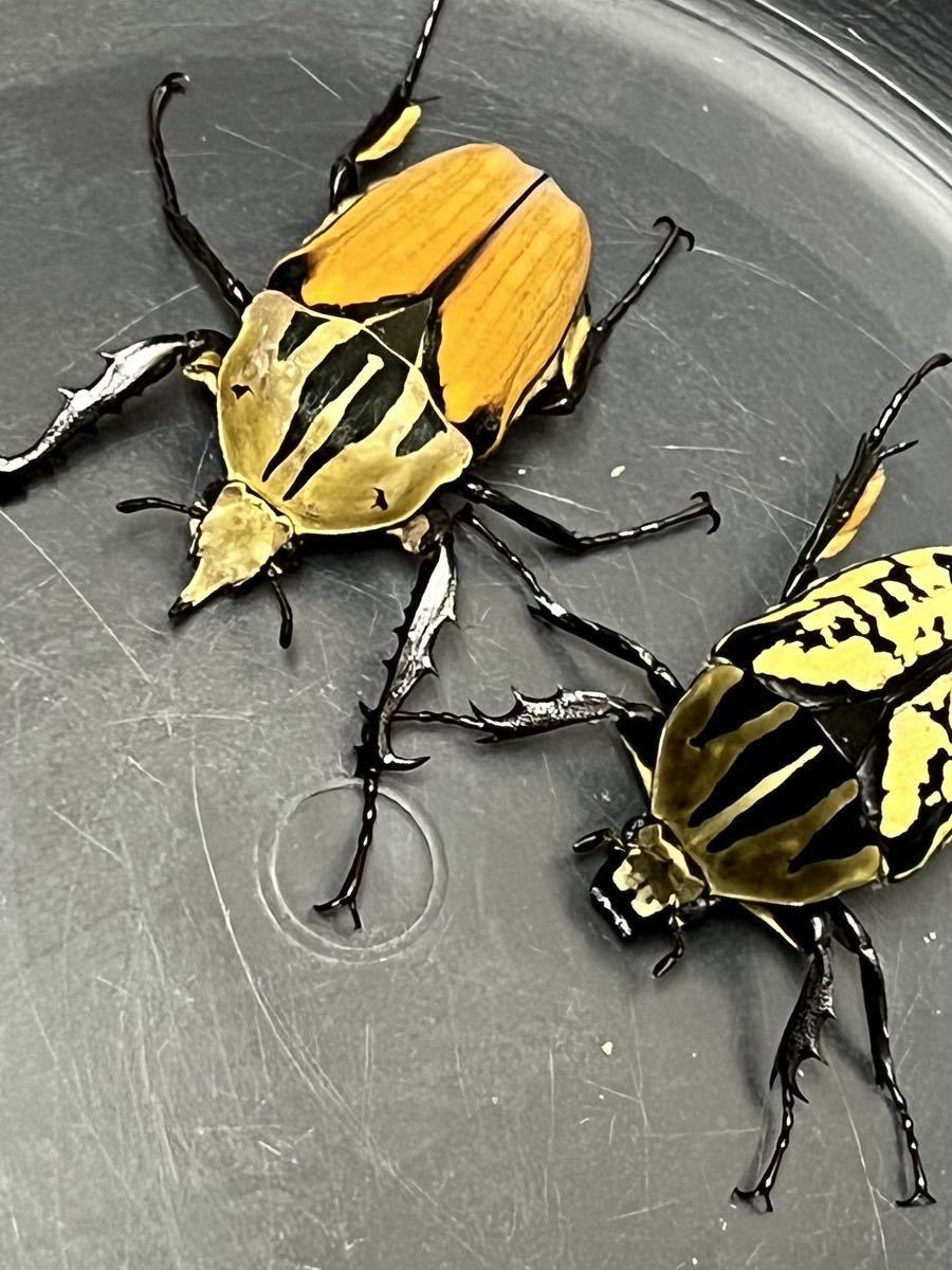 M オーベルチュールオオツノカナブン ♂51㎜ ♀47㎜ 412(外国産)｜売買されたオークション情報、yahooの商品情報をアーカイブ公開 - オークファン（aucfan.com）