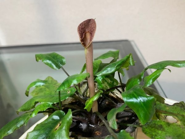 Cryptocoryne decus-silvae Sg. Sedeli(クリプトコリネ)｜売買されたオークション情報、yahooの商品情報を ...