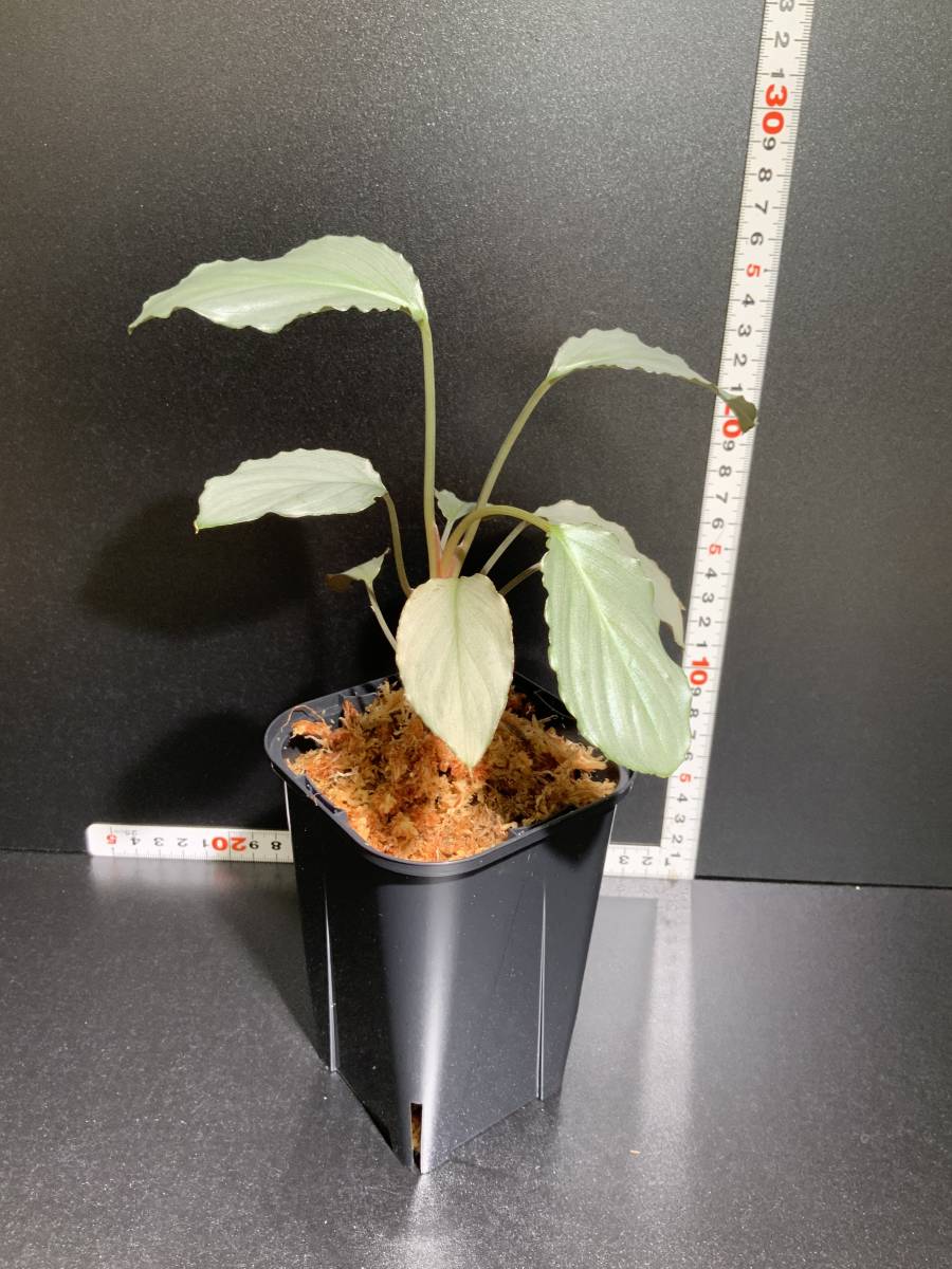 ホマロメナ sp. “赤銀“ West Java Homalomena sp. “赤銀“ West Java ジメ植 ＜中株＞ NH45 パルダリウム セレクト(その他)｜売買された ...