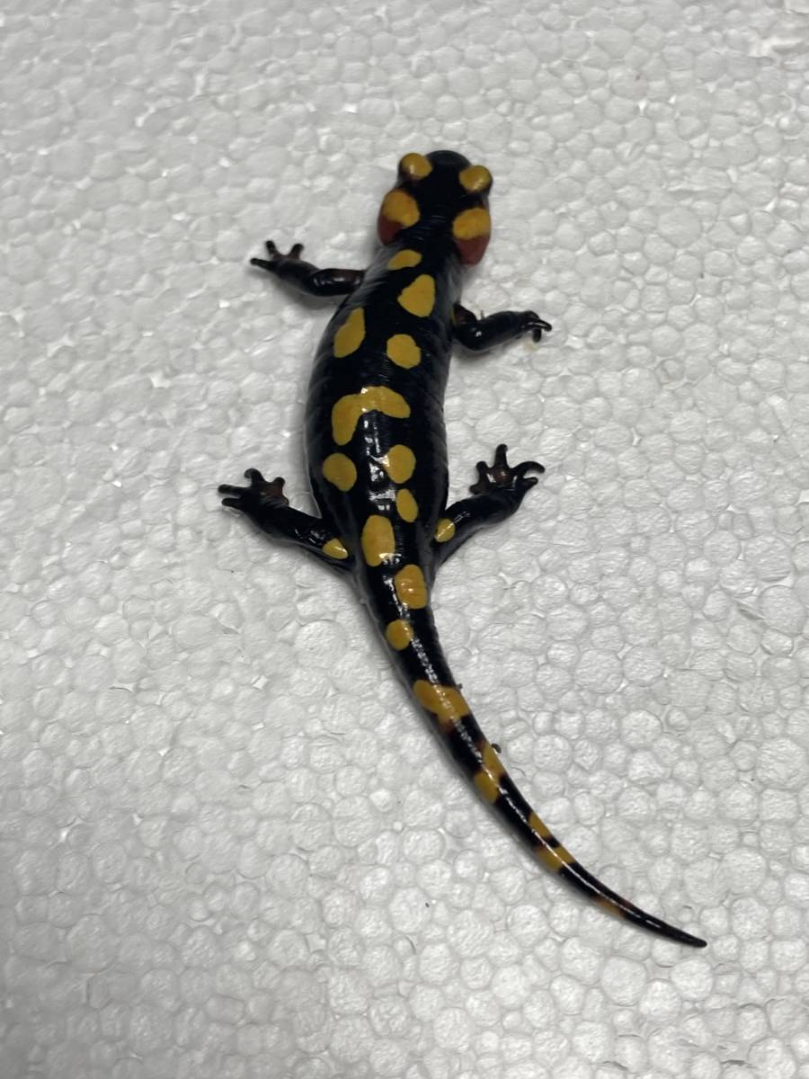 アルジェリアファイアサラマンダー Bab berred 2022eucb(イモリ、サラマンダー)｜売買されたオークション情報、yahooの商品 ...