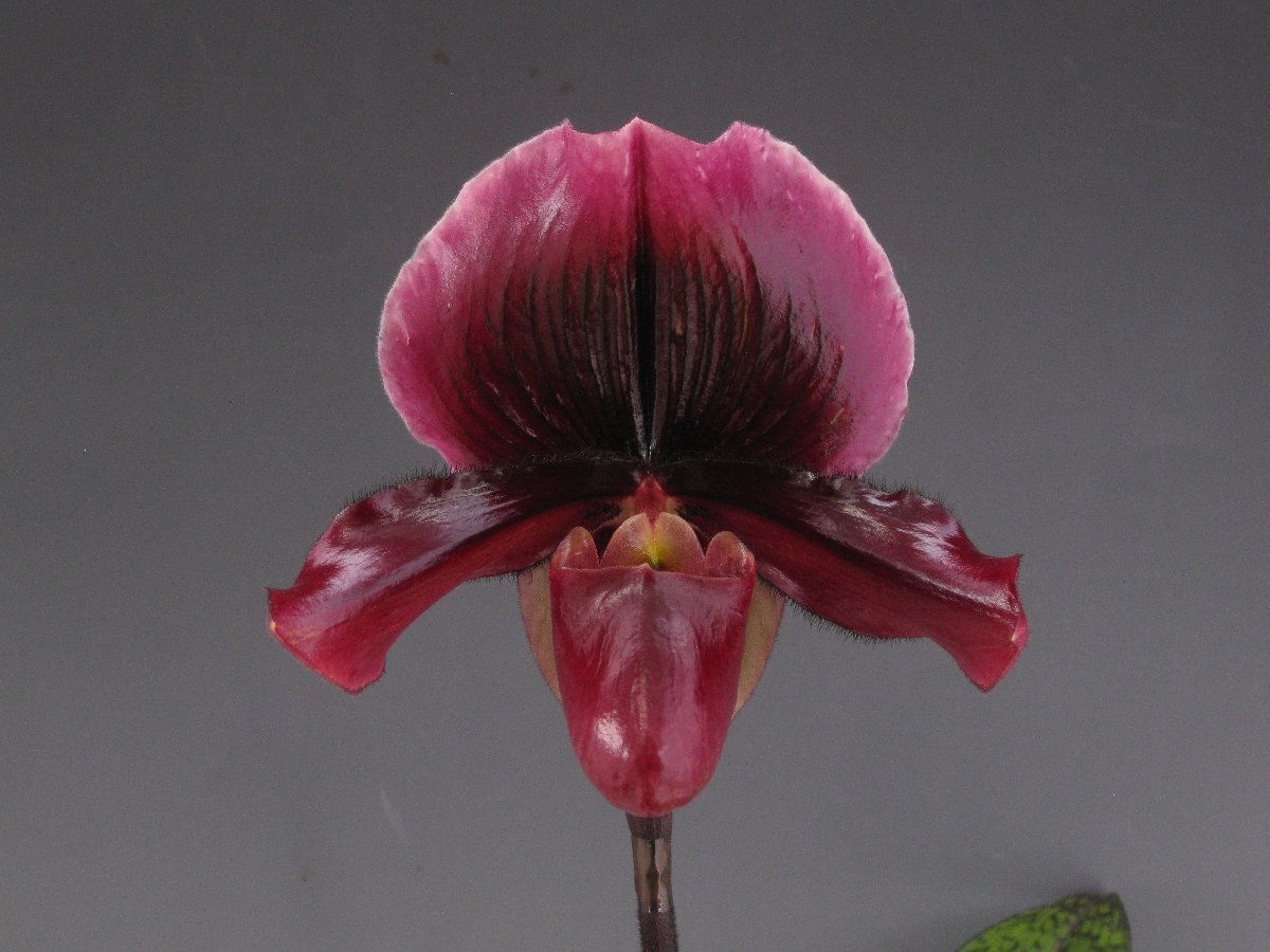 洋蘭 パフィオ TA9887 Paph. Grecian Maid 'Tokyo' Hellas x Maudiae(ラン)｜売買された ...