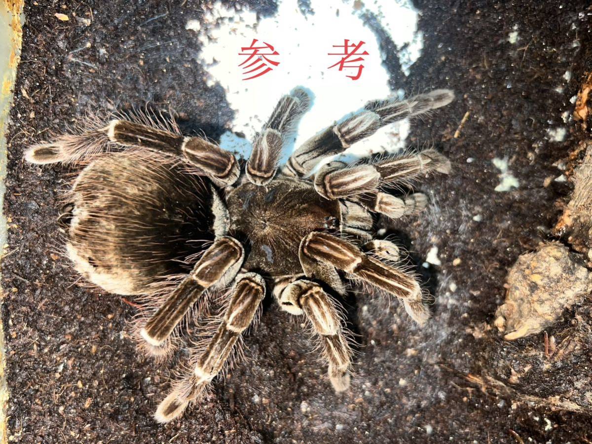 ♀確定 Pamphobeteus sp platyomma ブラジリアンピンクブルーム タランチュラ LS約11cm(その他)｜売買されたオークション情報、yahooの商品情報をアーカイブ公開 ...