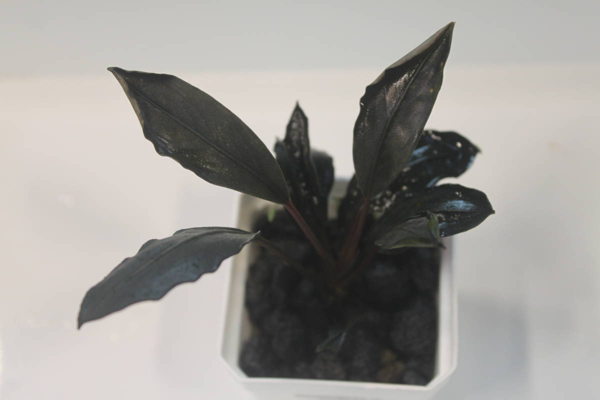 Bucephalandra sp. "Padawan"HW濃緑タイプ ブセファランドラ ー山水苑ー(その他)｜売買されたオークション情報 ...